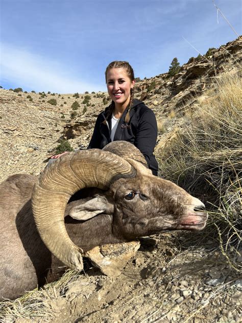 10 Interesting Facts About Bighorn Sheep Utah Wild Sheep Foundation