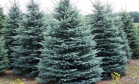 ვერცხლისფერი ცისფერი ნაძვი აღწერა აგროტექნიკა გამწვანებაში გამოყენება