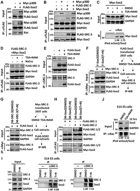 An Acetylation Enhanced Interaction Between Transcription Factor Sox2