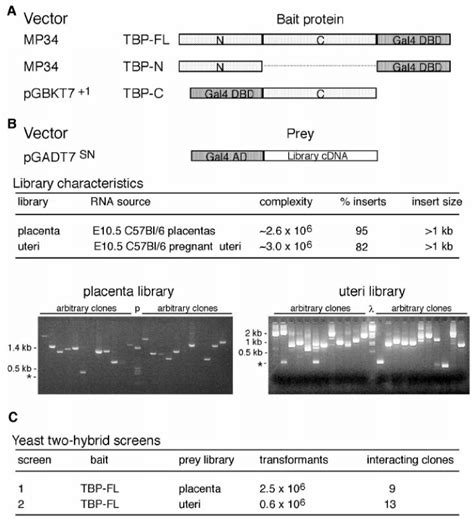 Yeast Two Hybrid Bait Constructs Prey Libraries And Screens