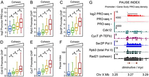 Pol Ii Occupancy And Promoter Proximal Pausing At Active Genes