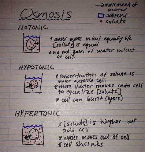 Diffusion And Osmosis Biology Portfolio