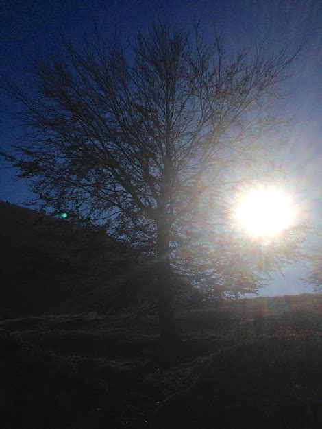 Premium Photo Sun Shining Through Bare Trees