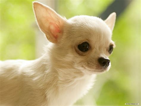 Chihuahua Puppies Wallpaper