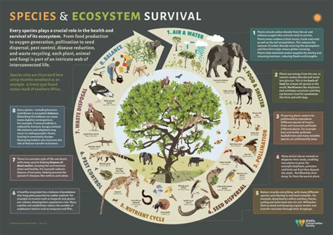 Ecosystem Examples Natures Complex Interactions