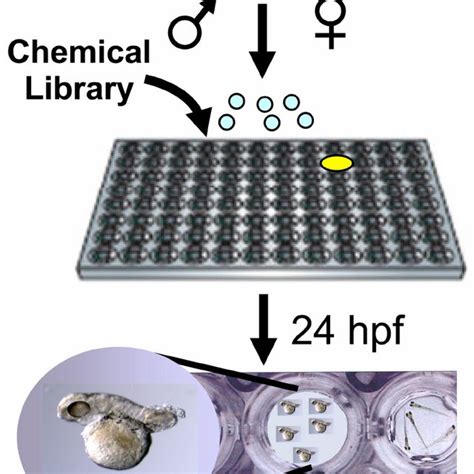 Role Of Bmp Signaling In Embryonic Dorso Ventral Dv Patterning