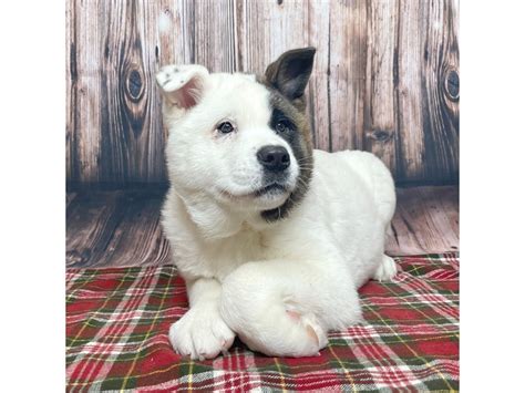 White Akita Puppies Akitas In Need Akita Rescue And Welfare Uk