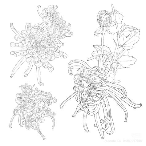 Ghim Của Meg Jones Trên Projecta Rha Trong 2025 Phác Thảo Nghệ Thuật Nghệ Thuật Mẫu đơn