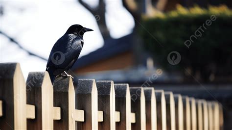 울타리 위에 앉아있는 검은 까마귀 까마귀는 울타리에 자리 잡고 고화질 사진 사진 배경 일러스트 및 사진 무료 다운로드 Pngtree