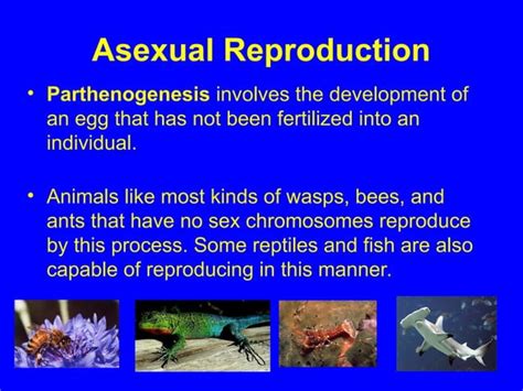 Asexual And Sexual Reproduction Powerpoint Ppt