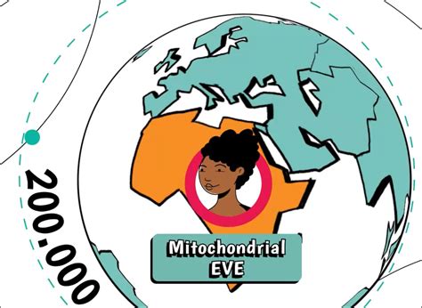 Mitochondrial Dna Eve Gene Mitochondrial Inheritance And Chloroplast