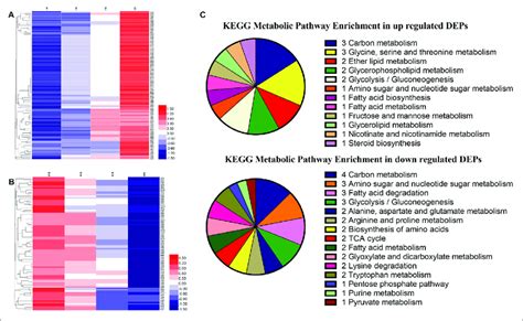 The Proteins Levels And Enrichment Analysis In The Proteomics A