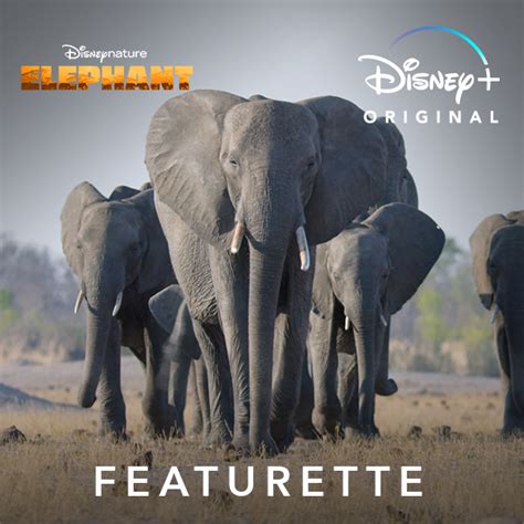 This Is A Side Of Elephants We Rarely See” Disneynatures Elephant
