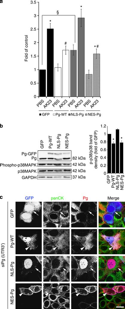 Extranuclear Plakoglobin Pg Ameliorated Autoantibody Induced Cell Download Scientific Diagram