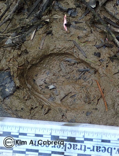 Black Bear Cub Tracks How To Identify The Tracks Of Cubs
