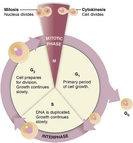 Bio Midterm Flashcards Quizlet