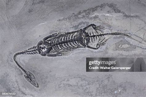 Dinosaurs Fossil Photos And Premium High Res Pictures Getty Images