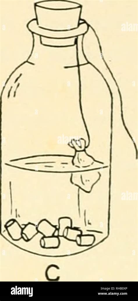 Botanical Microtechnique Botany Anatomy Botany Morphology Microscopy Technique