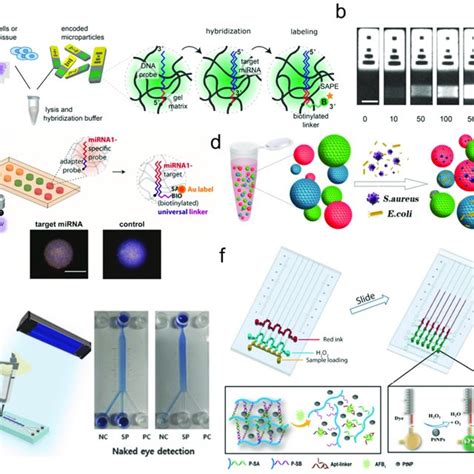 Nucleic Acid Based Biosensors A D Multiplex Analyte Detection Using Download Scientific