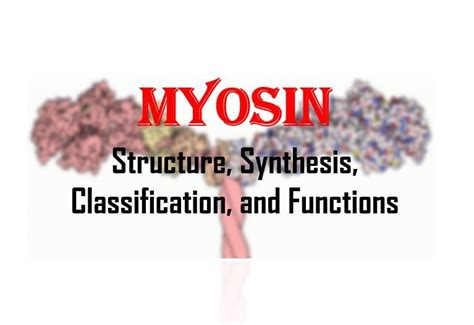 Myosin Structure Synthesis Classification And Functions The