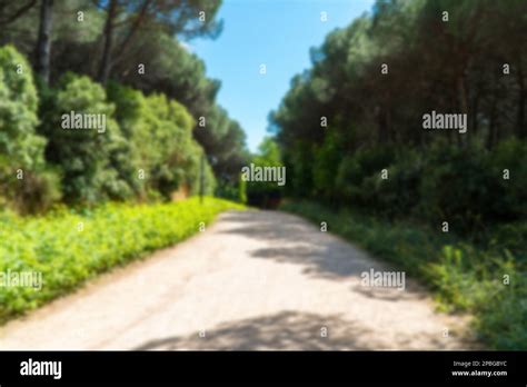 Walking Path In A Forest Carbon Neutral Concept Carbon Net Zero Concept Green Cities In World