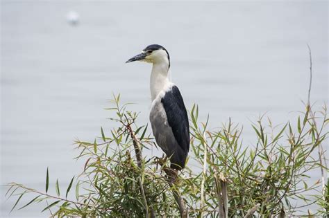 Nycticorax Nycticorax Black And White Bird By The Waters Edge