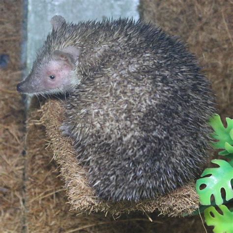 Lesser Hedgehog Tenrec