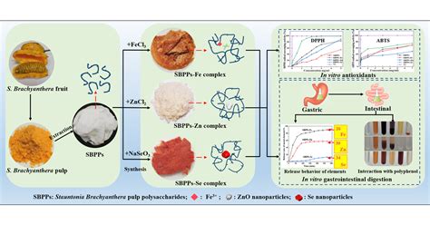 Development Of Novel Polysaccharides From Stauntonia Brachyanthera Pulp