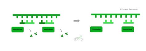 Dna Replication Enzymes And Processes On The Mcat Medlife Mastery