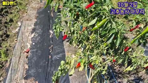 주말농장 고추농사는 오늘 마무리 합니다 Youtube