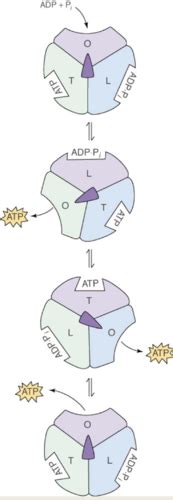 ATP Synthase Flashcards Quizlet