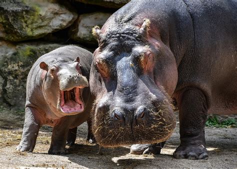 Hippo Zoo Hippopotamus Close Free Photo On Pixabay Pixabay
