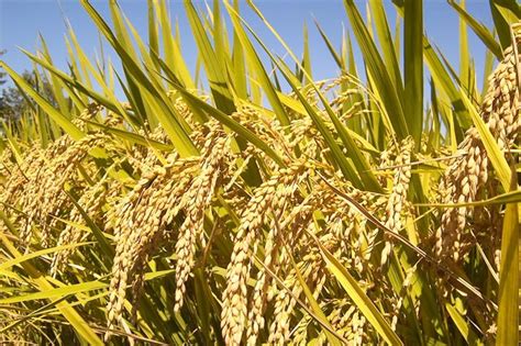 Super Solutions On Rice Features Al Ahram Weekly Ahram Online