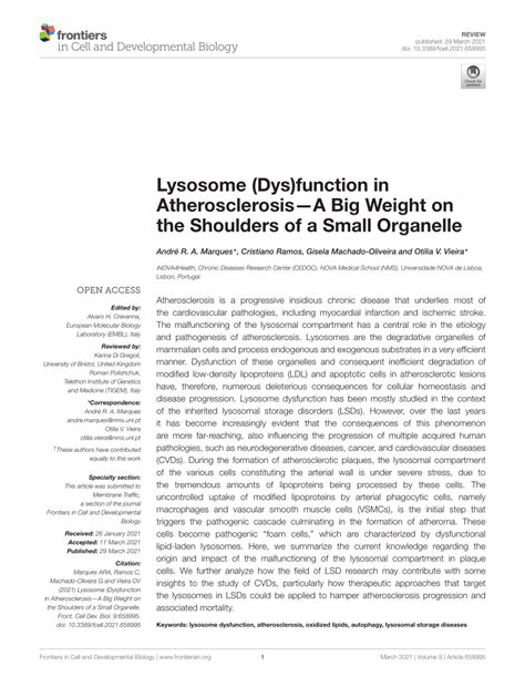 Pdf Lysosome Dysfunction In Atherosclerosis—a Big Weight On The
