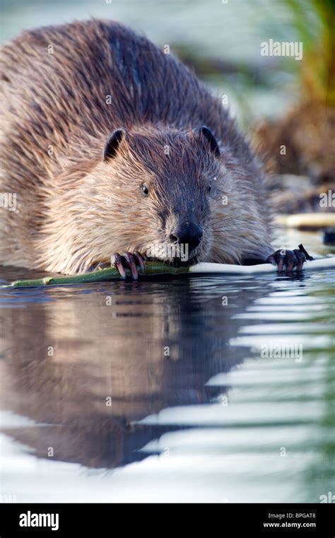 Beaver Chewing Tree Hi Res Stock Photography And Images Alamy