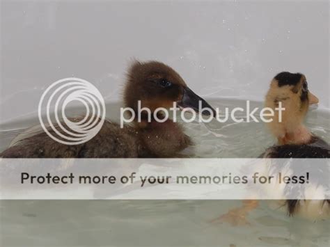 Duck Sex And Breed Plz BackYard Chickens Learn How To Raise Chickens