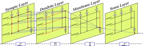 morphological architecture of dendritic neuron model download
