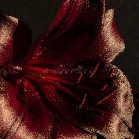 Close Up View Of A Beautiful Dark Red Lily Stock Image Image Of Macro