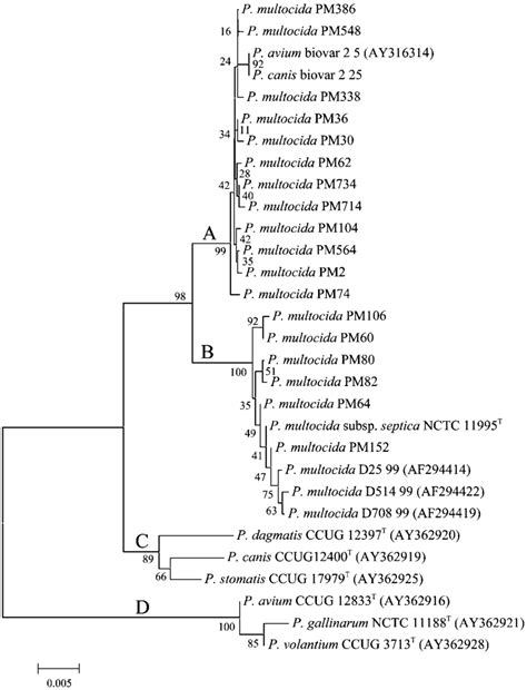 Neighbour Joining Dendrogram Representing The Phylogenetic
