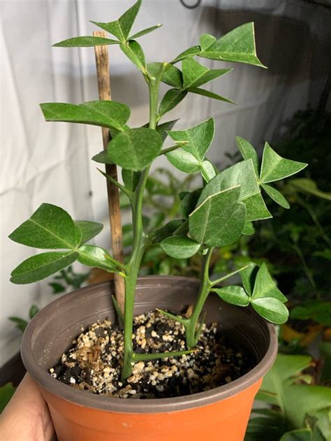 Dunstan Citrumelo Rooted Cuttings