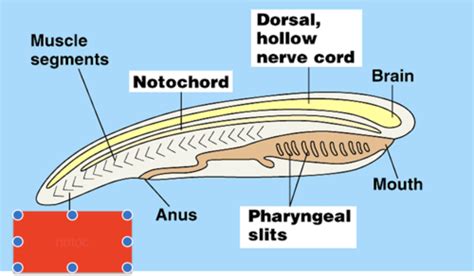 Invertebrate Cephalochordata And Urochordata Flashcards Quizlet