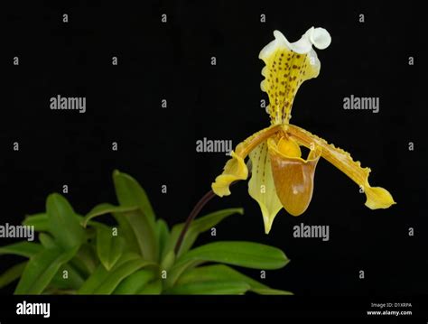 Paphiopedilum Orchid Commonly Referred To As The “ladys Slippers” Or