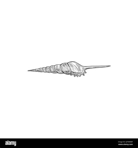 Sketch Seashell Vector Coastal Spiral Conch Engraved Marine Seashell Clam Or Underwater Hand