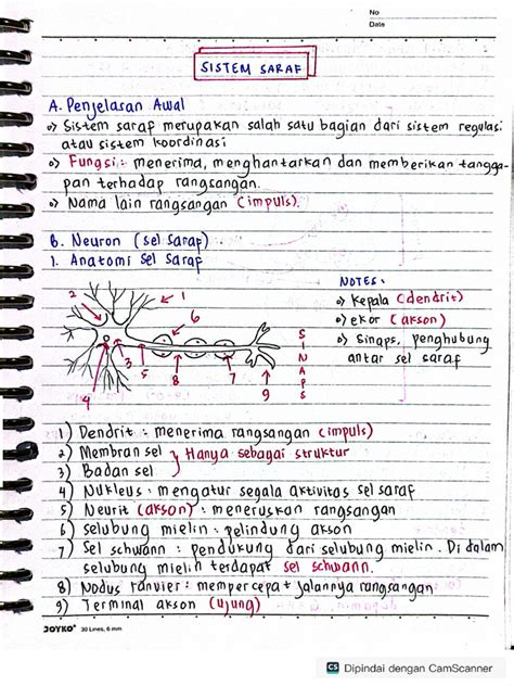 Sistem Saraf | PDF