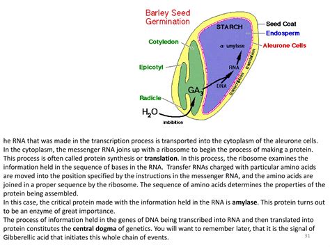 Plant Embryo Development Pptx