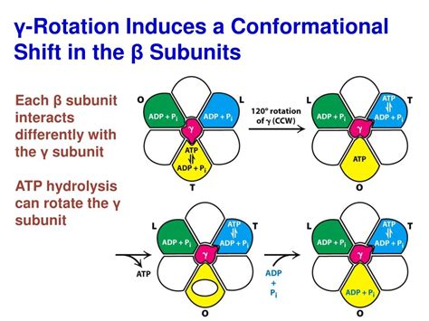 Ppt Atp Synthesis Via A Proton Gradient Powerpoint Presentation Free Download Id1458107 Ppt Atp Synthesis Via A Proton Gradient Powerpoint Presentation Free Download Id1458107