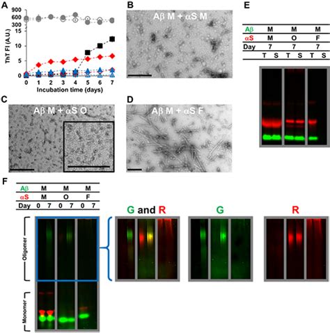 Figure 1 From Interactions Between Soluble Species Of β Amyloid And α Synuclein Promote