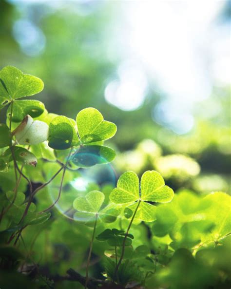 Flr Spectron Ltd On Linkedin Stpatricksday