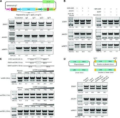 Improved Hdr Based Precise Genome Editing Efficiency With The Hdr Usr