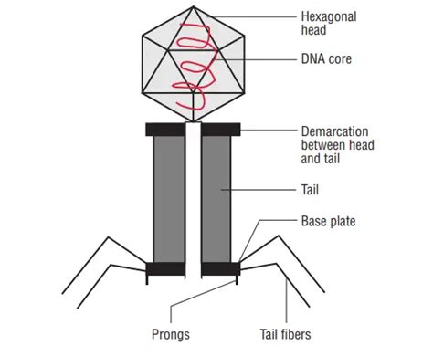 Lytic Cycle Definition Steps Importance Examples Biology Notes Online